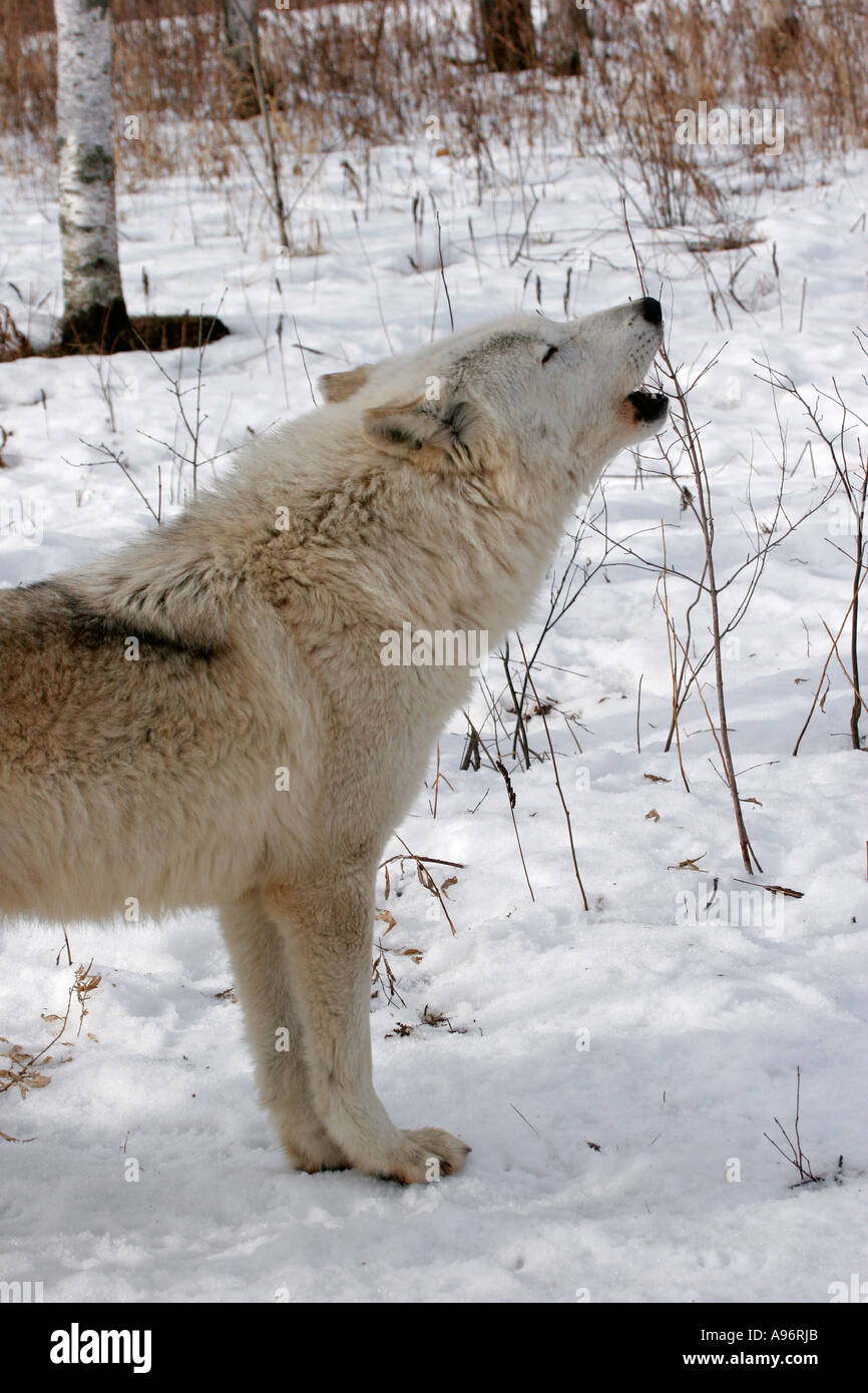White Timber Wolf howling in Northern Minnesota Stock Photo - Alamy
