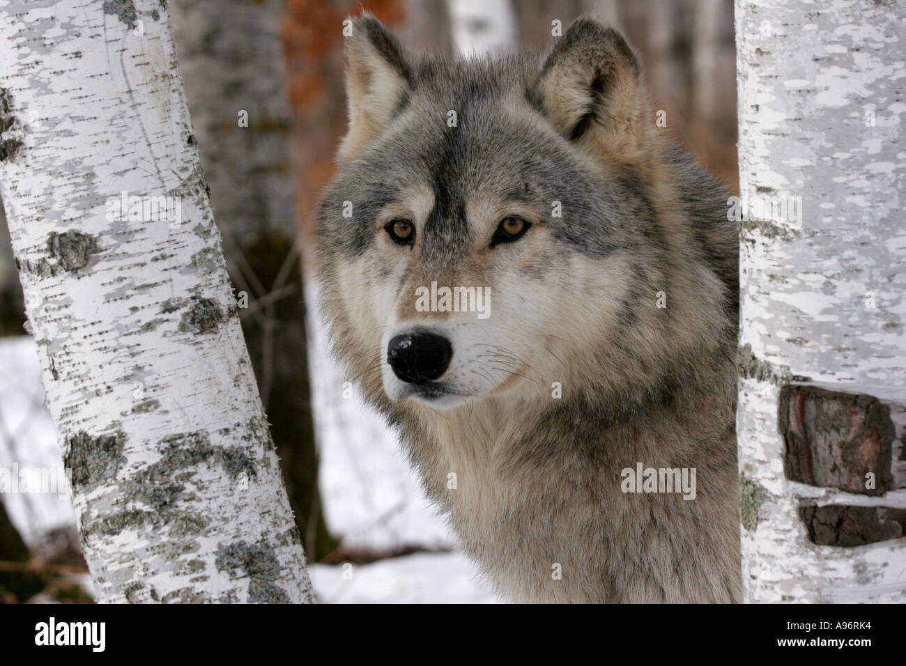 Gray Timber Wolf in Northern Minnesota Stock Photo - Alamy