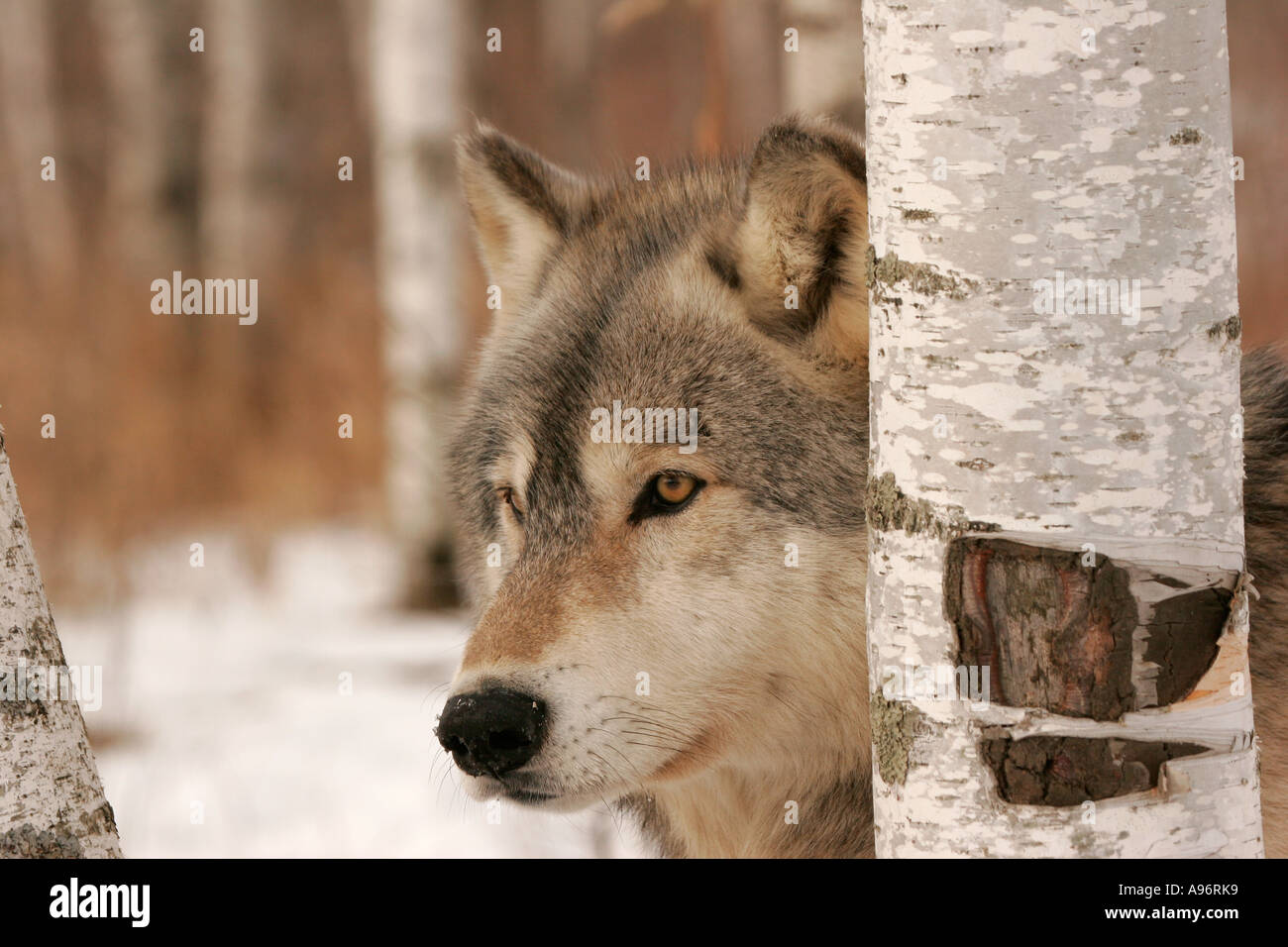 Gray Timber Wolf in Northern Minnesota Stock Photo - Alamy