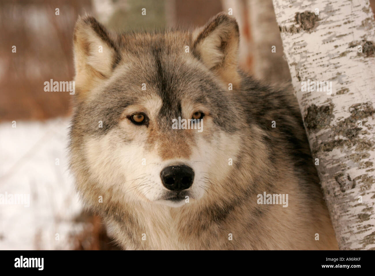 Gray Timber Wolf in Northern Minnesota Stock Photo - Alamy