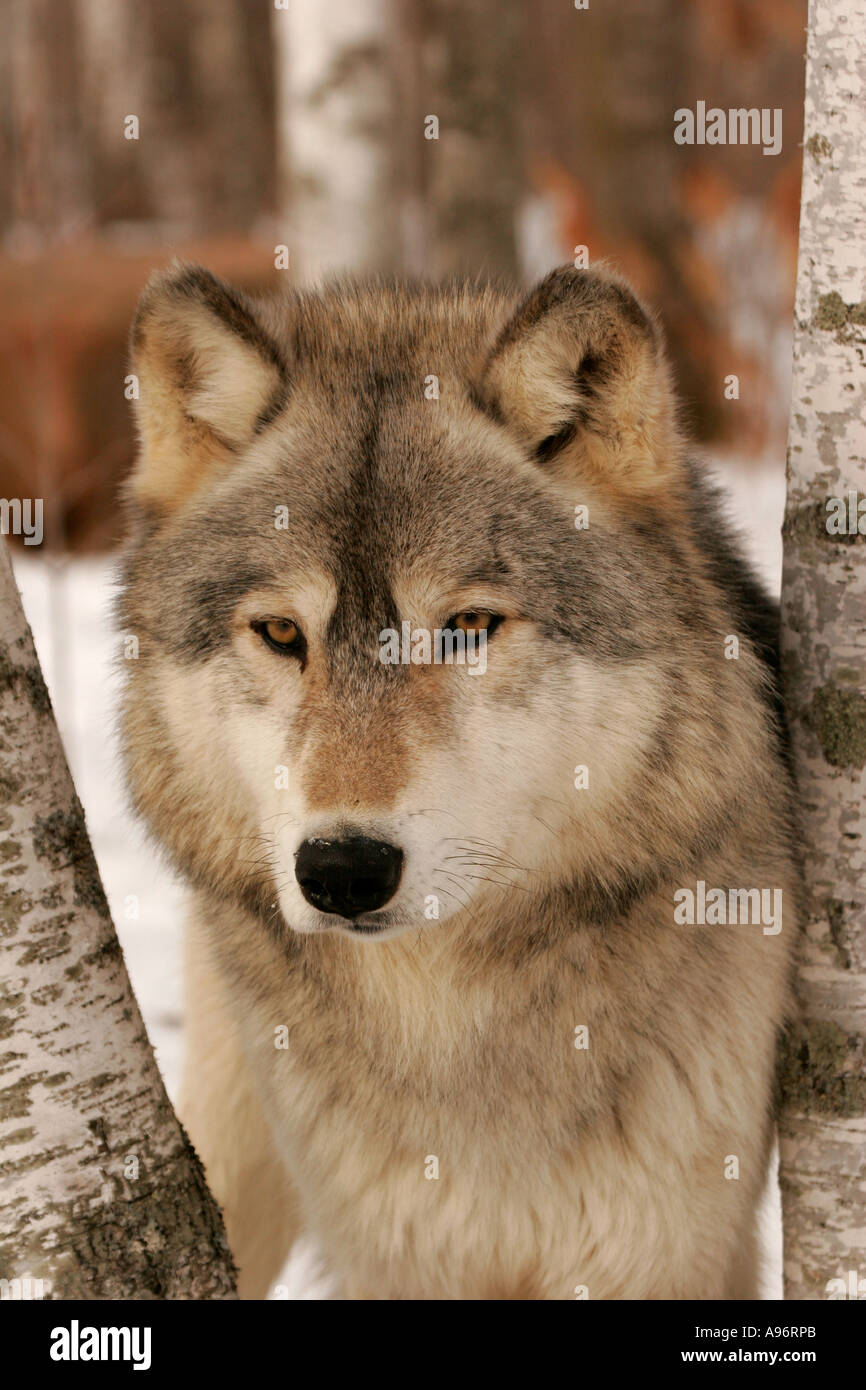 Timber Wolf in Northern Minnesota Stock Photo - Alamy