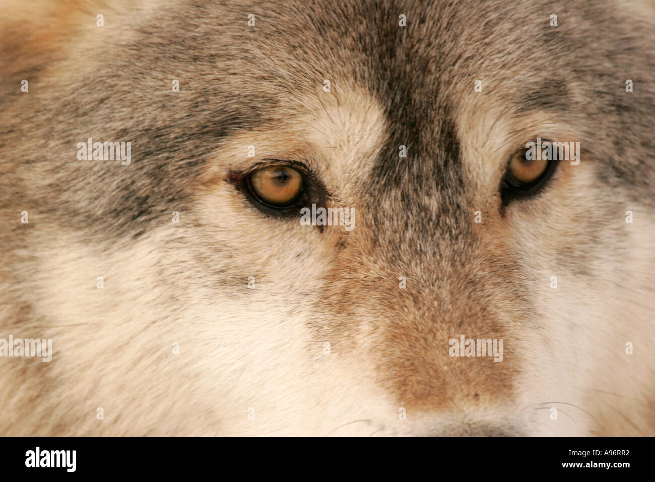 Timber Wolf eyes in Northern Minnesota Stock Photo - Alamy