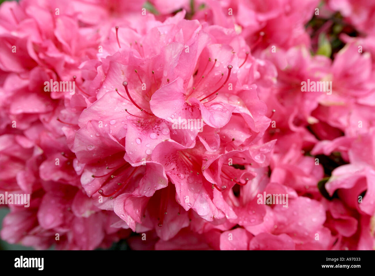 Pink flowers evergreen japanese azalea hi-res stock photography and ...