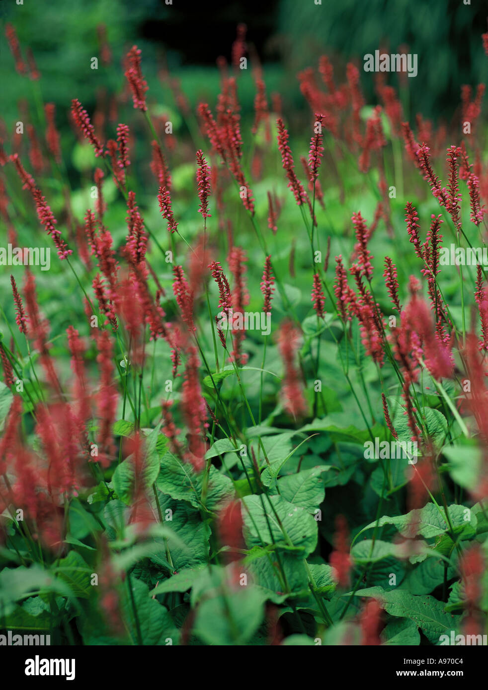 Polygonum amplexicaule Knotweed Stock Photo - Alamy