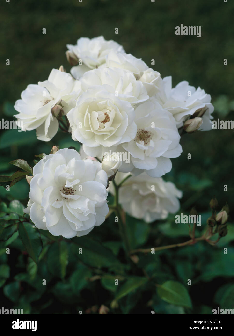 Rose Schneewittchen Floribunda bred by Kordes in 1958 Stock Photo - Alamy