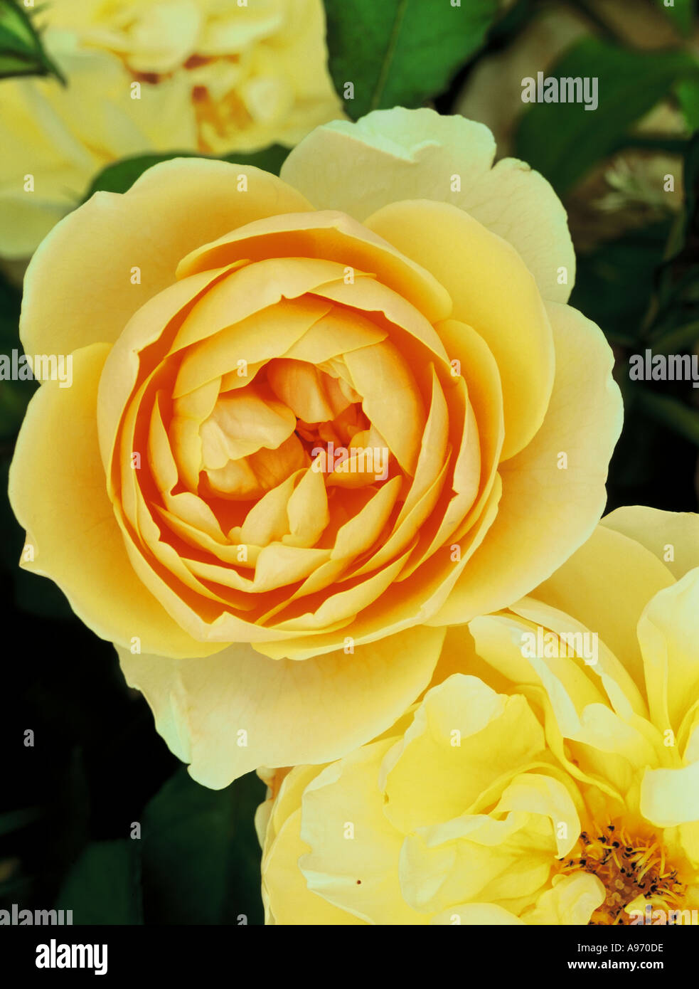 Rose Graham Thomas English Rose Shrub Stock Photo - Alamy