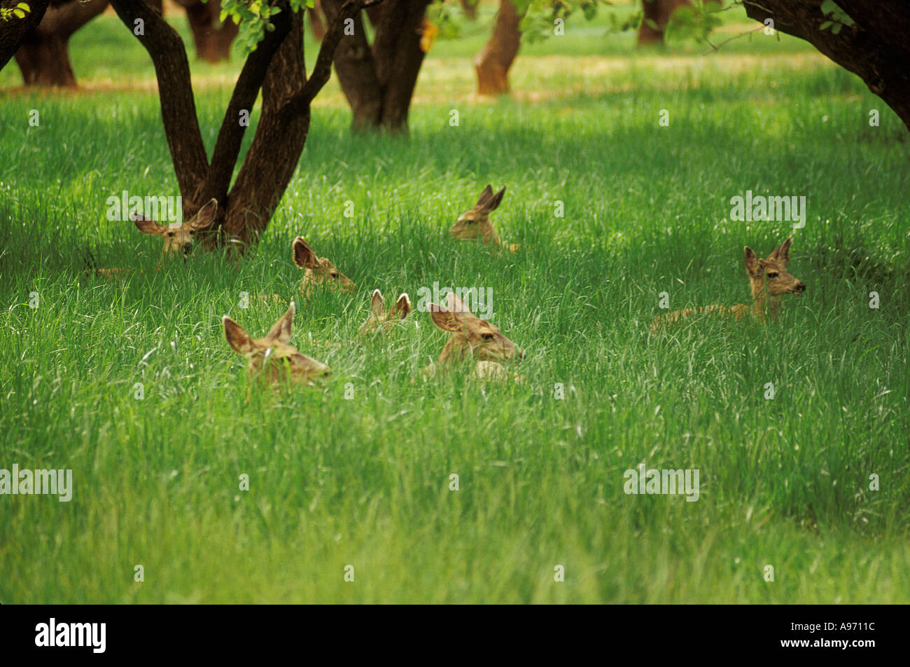 Deer at Rest Stock Photo - Alamy