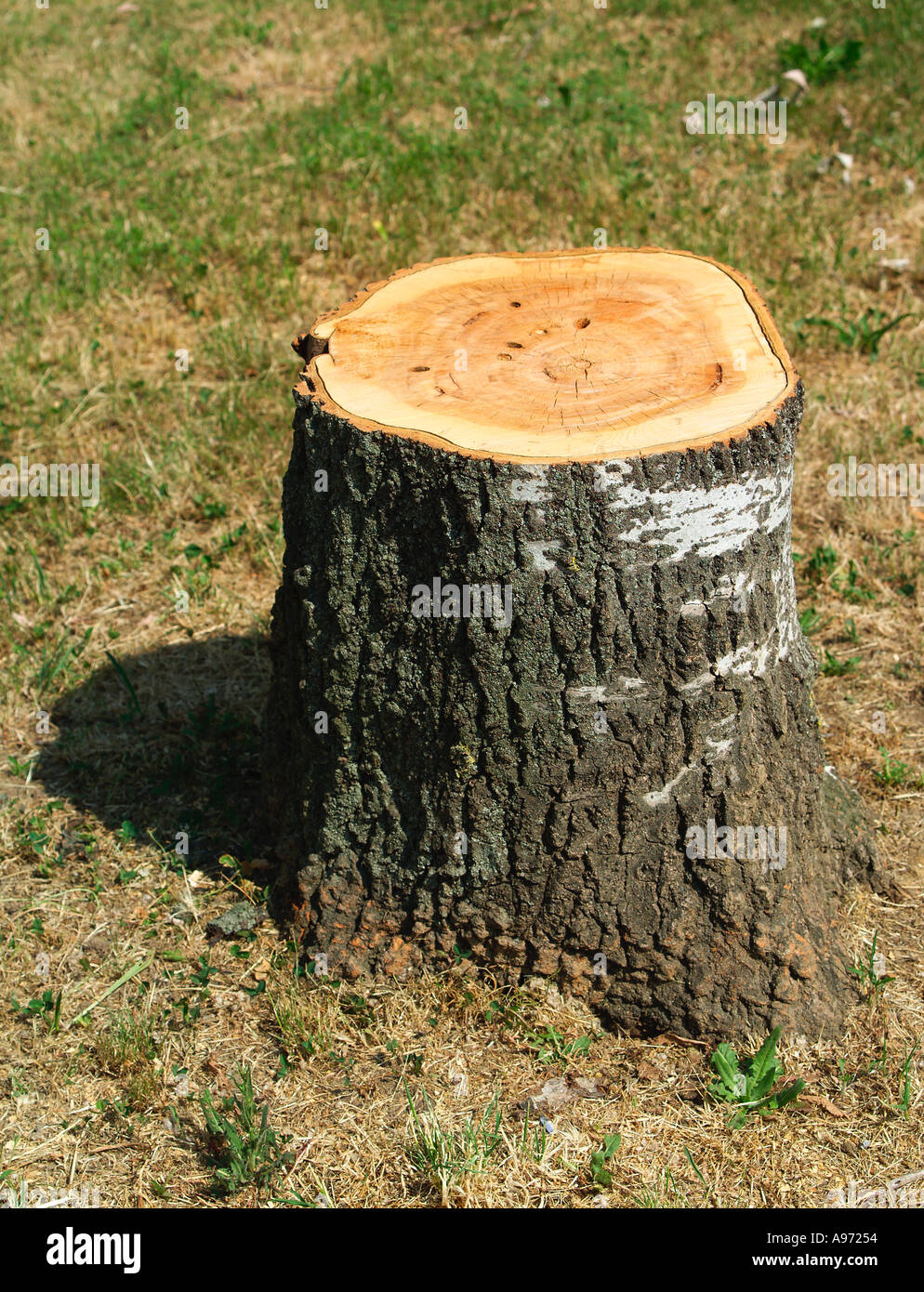 Truncate tree hi-res stock photography and images - Alamy