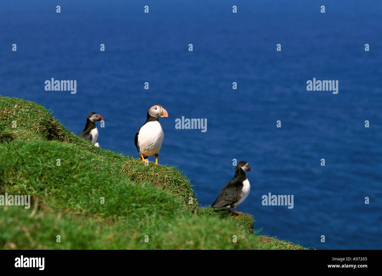 Colonies of Puffins on the Mykines island Faroe Faeroe Islands Stock ...