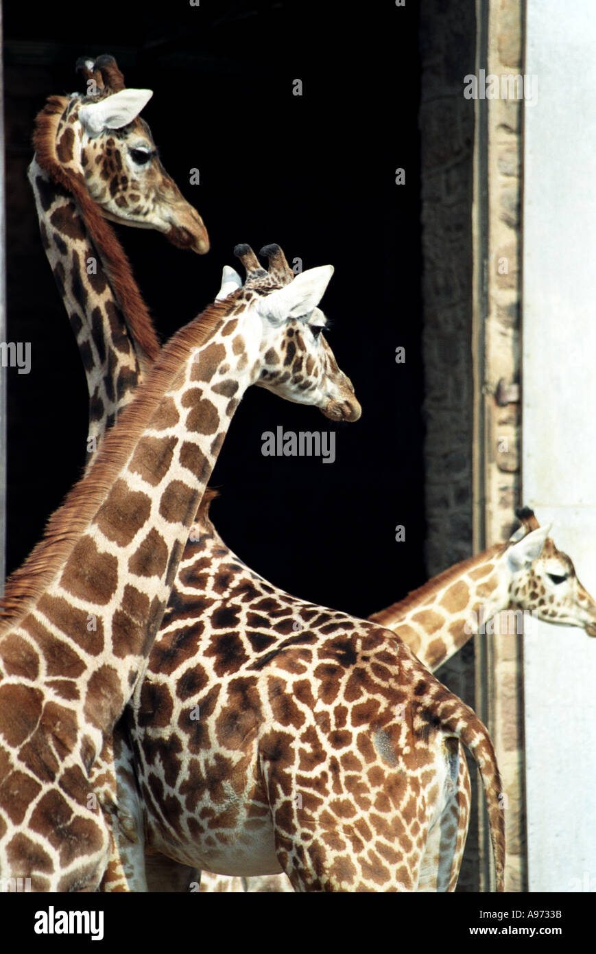 Giraffes at chester zoo hi-res stock photography and images - Alamy