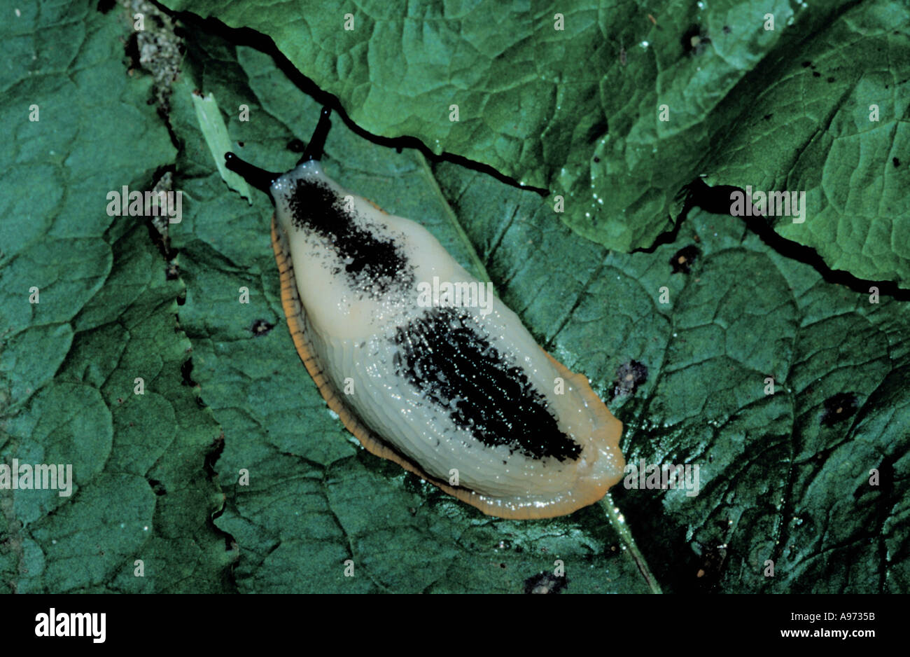 White slug hi-res stock photography and images - Alamy