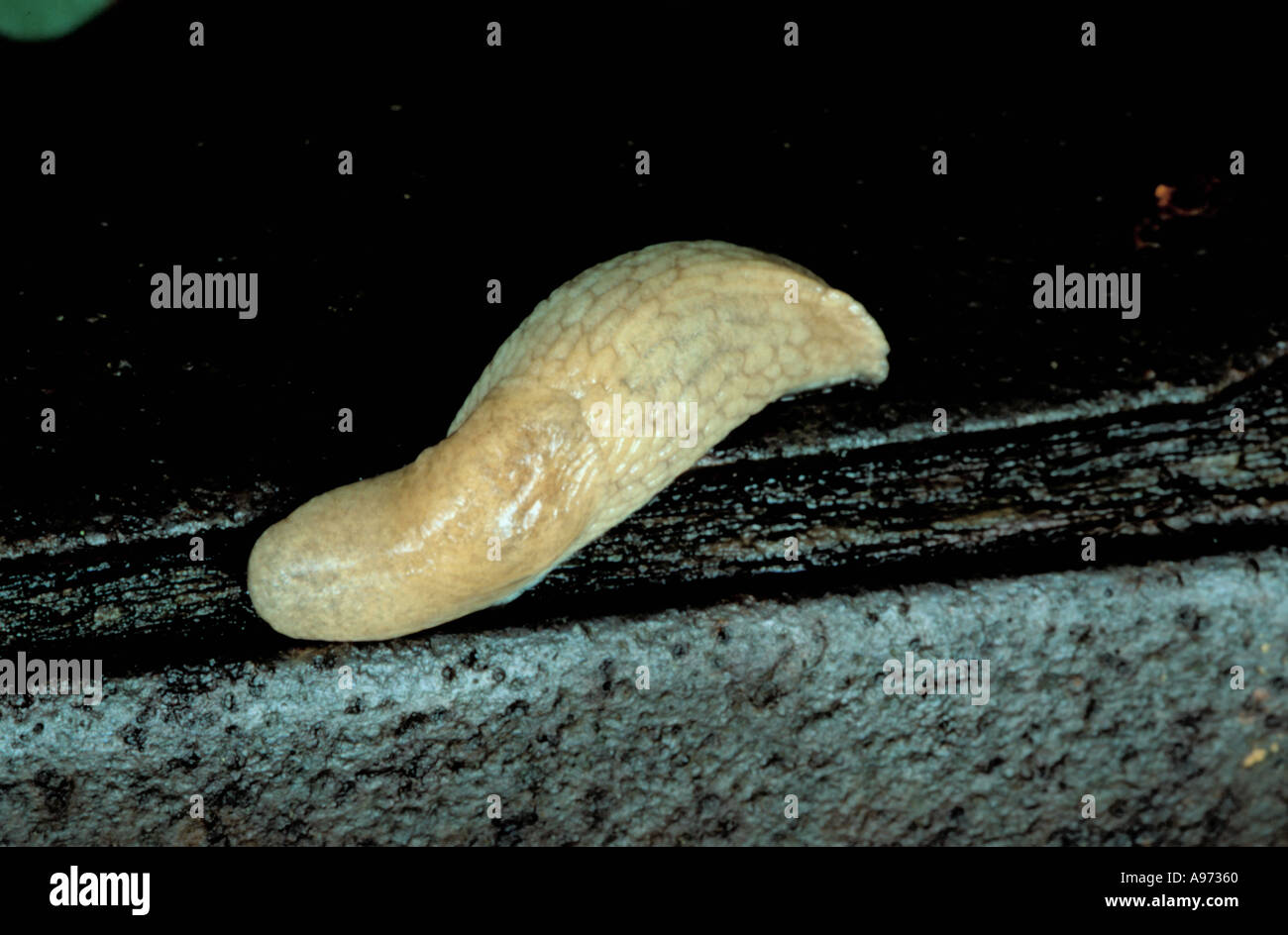 White slug hi-res stock photography and images - Alamy