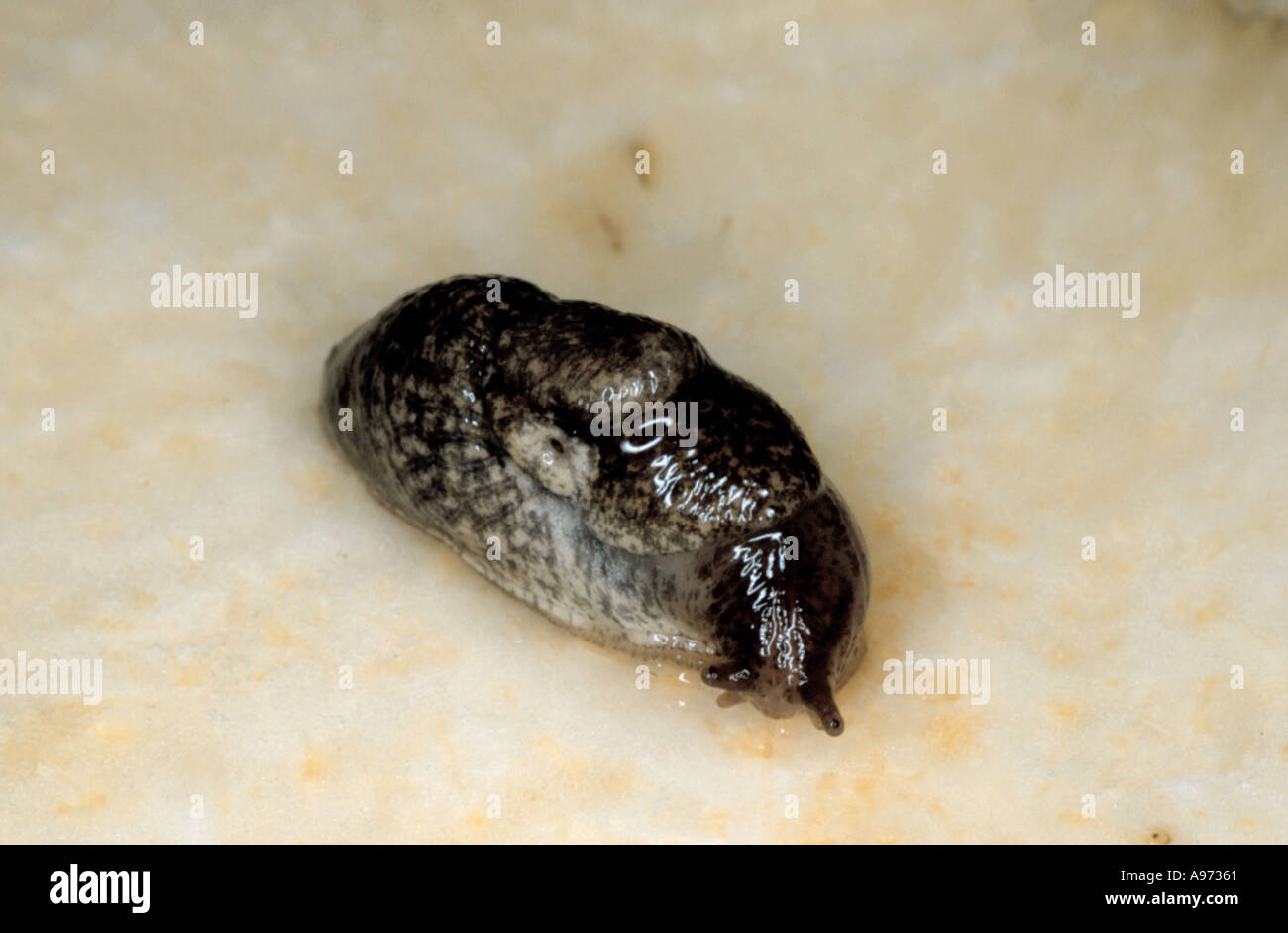 Netted Slug (Dereceros reticulatum Stock Photo - Alamy