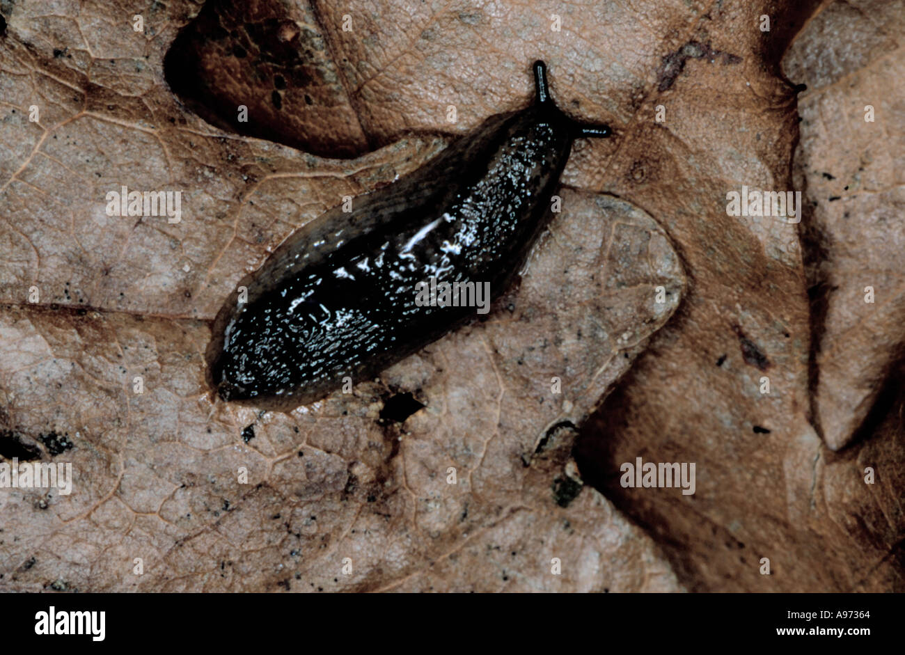 Woodland slug hi-res stock photography and images - Alamy