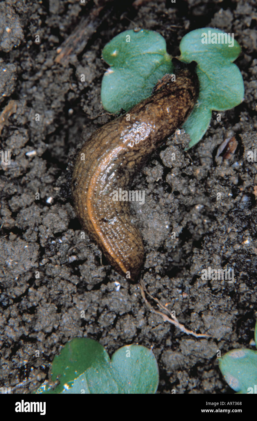 Milax Budapestensis High Resolution Stock Photography and Images - Alamy