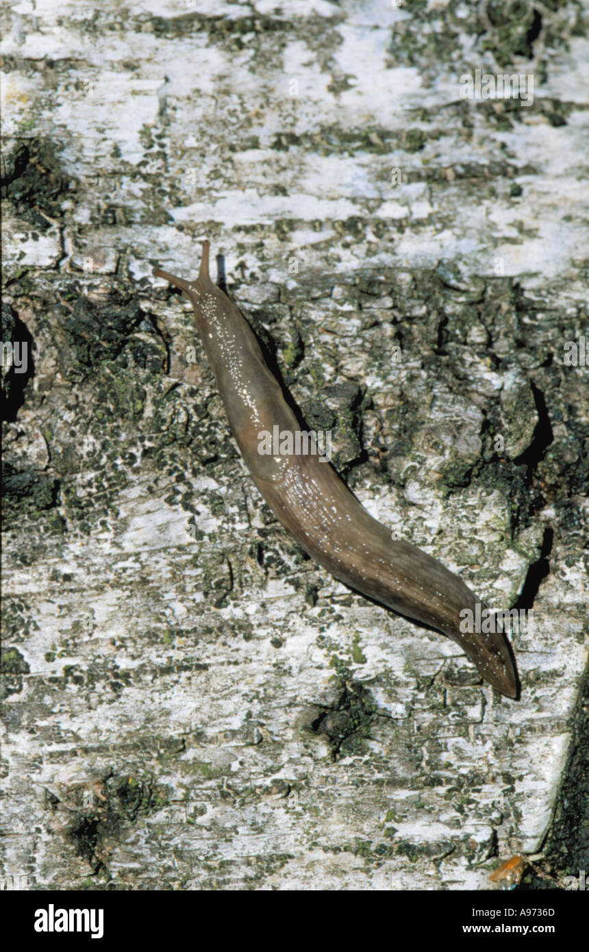 Tree Slug (Limax marginatus Stock Photo - Alamy