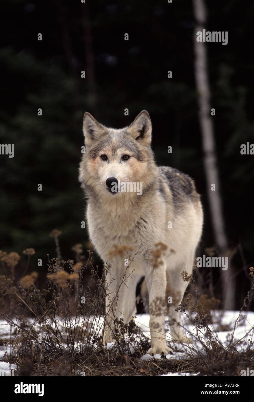 Gray wolf in winter (captive species) in Montana Stock Photo - Alamy