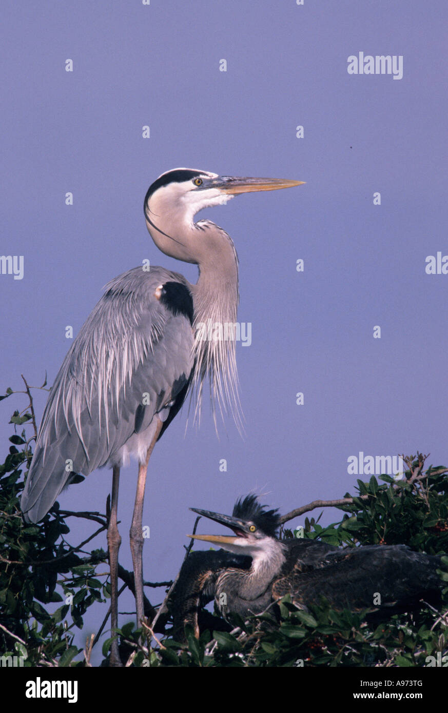 Great Blue Heron on nest at Venice rookery, Florida Stock Photo - Alamy