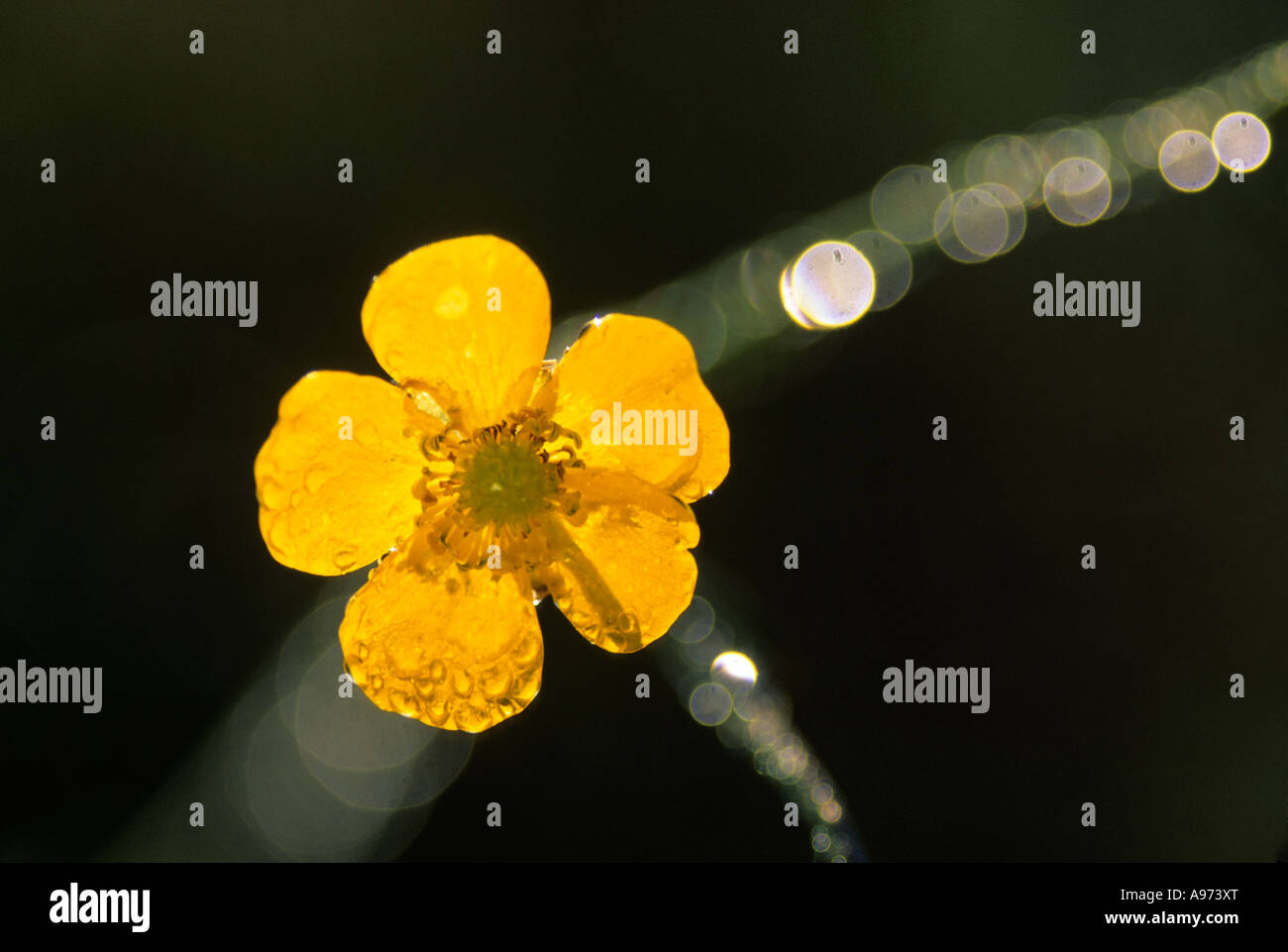 Dewy buttercup on an early August morning in a Sudbury field, Ontario ...