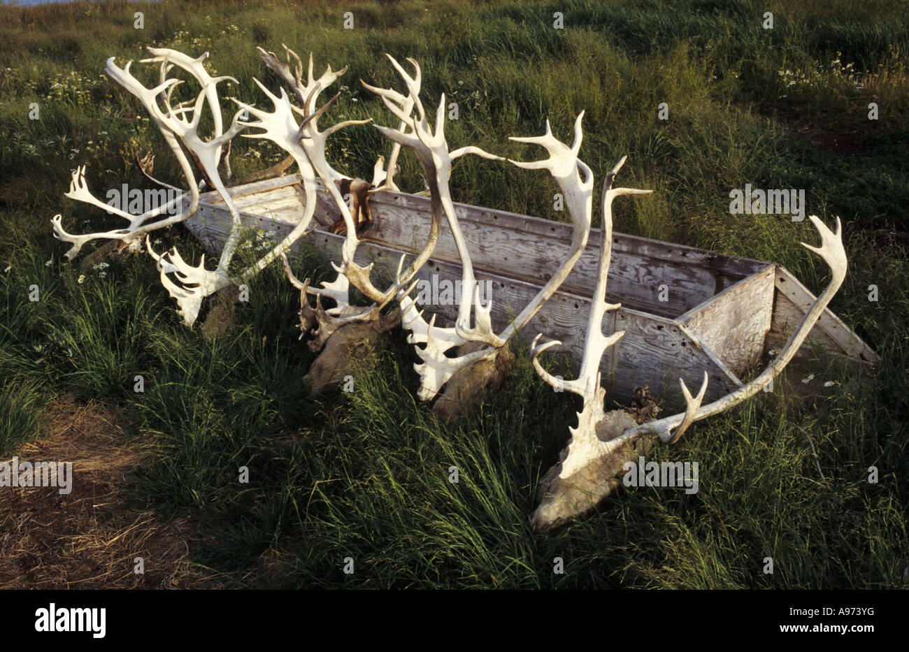 A group of caribou antlers from hunting expeditions, Tuktoyaktuk ...