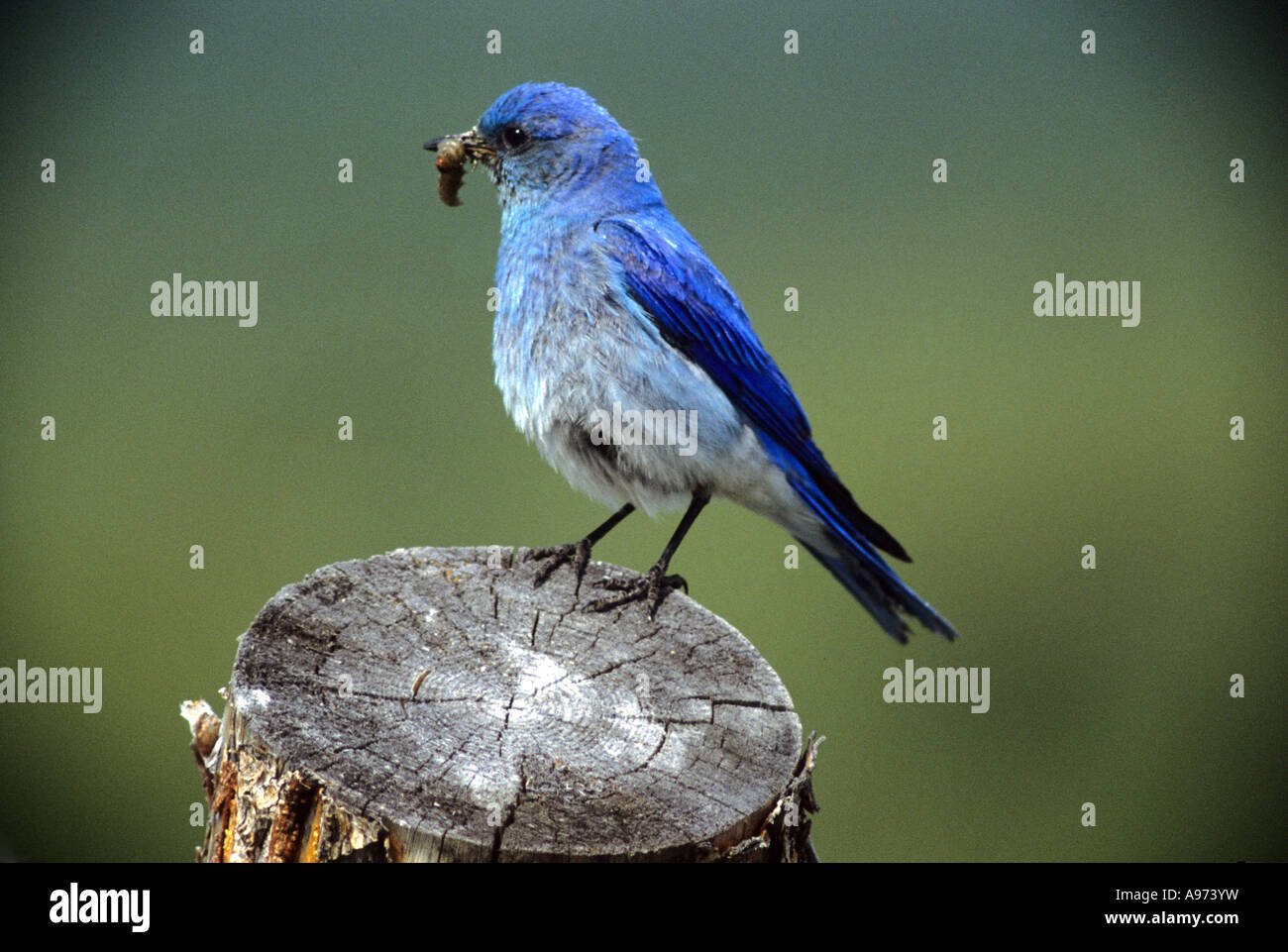 Species mountain bluebird hi-res stock photography and images - Alamy