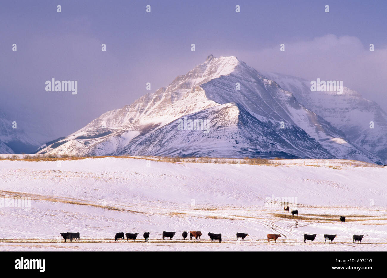 Cattle ranch in foothills of rocky mountains hi-res stock photography ...