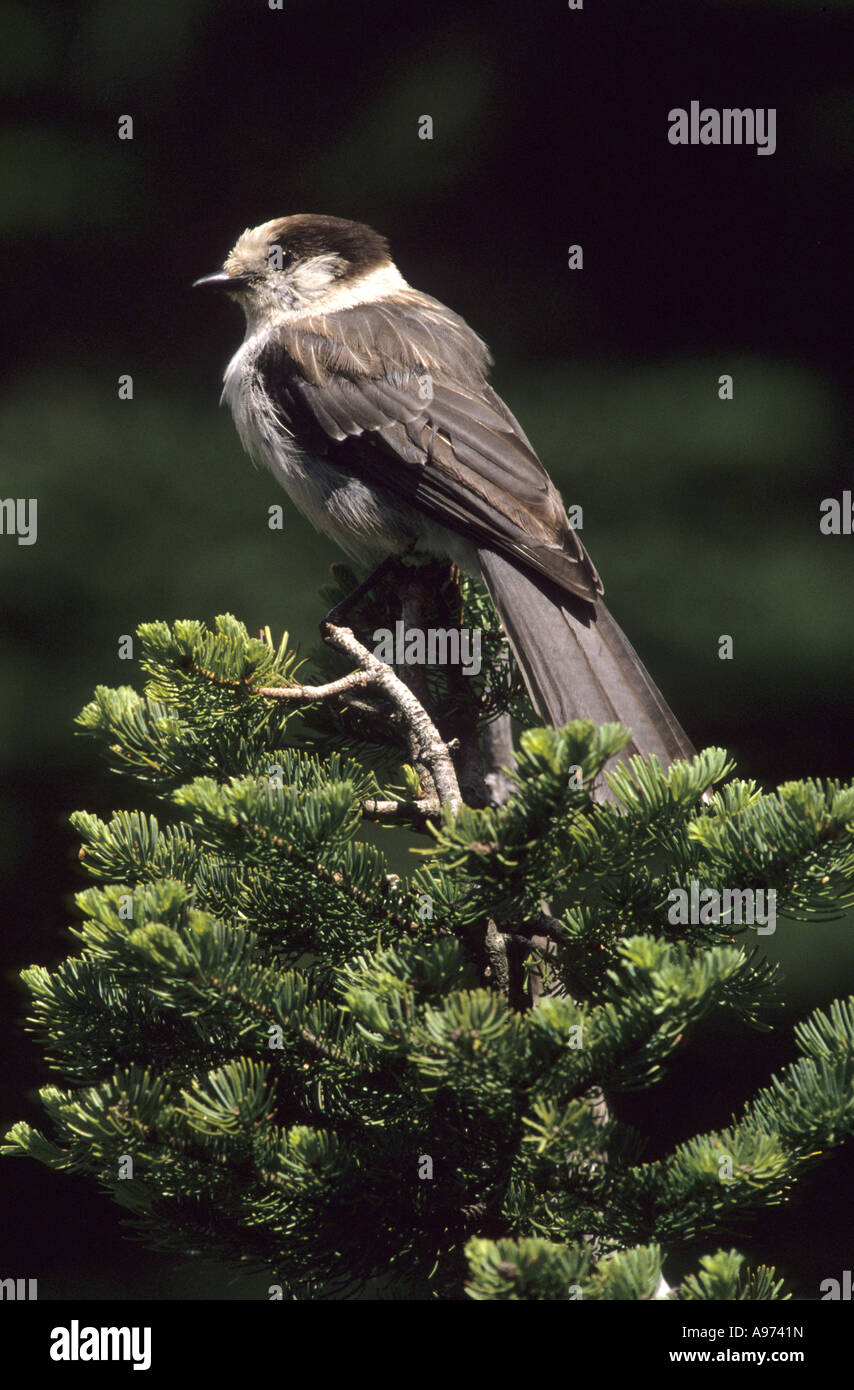 Whiskey jack birds hi-res stock photography and images - Alamy