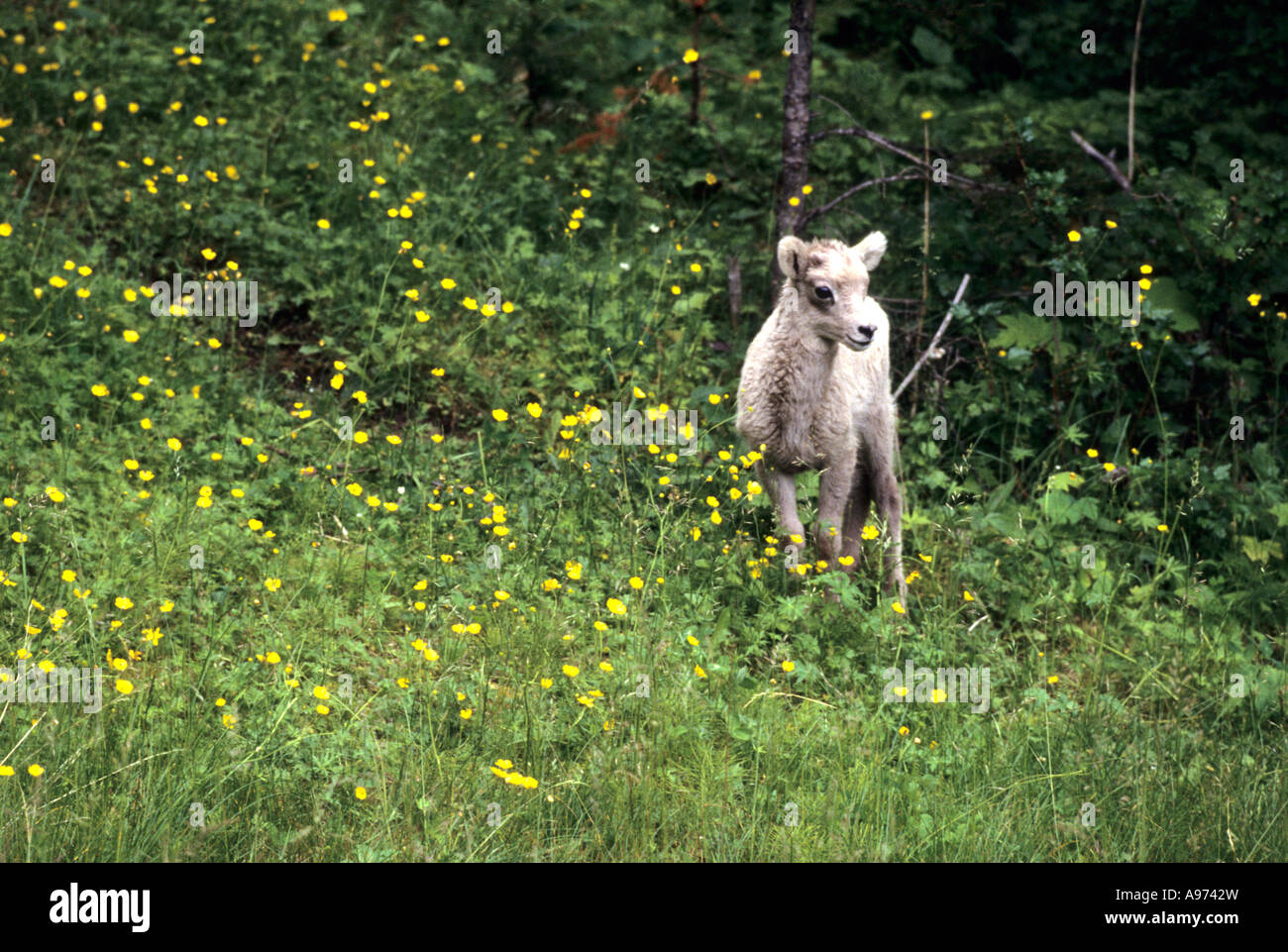 Bighorn sheep lamb in Jasper National Park, Alberta, Canada Stock Photo ...