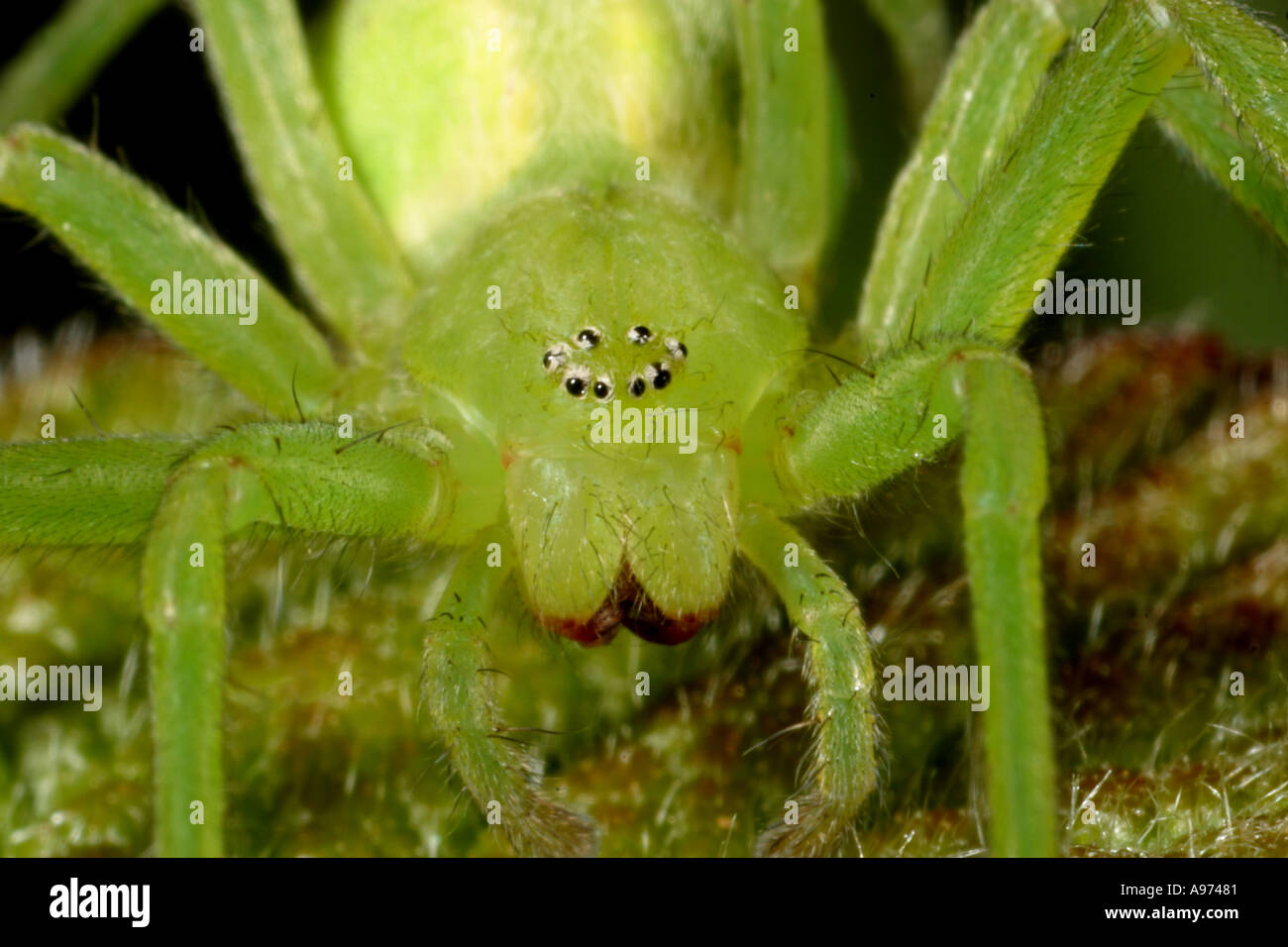Green coloured spider uk hi-res stock photography and images - Alamy