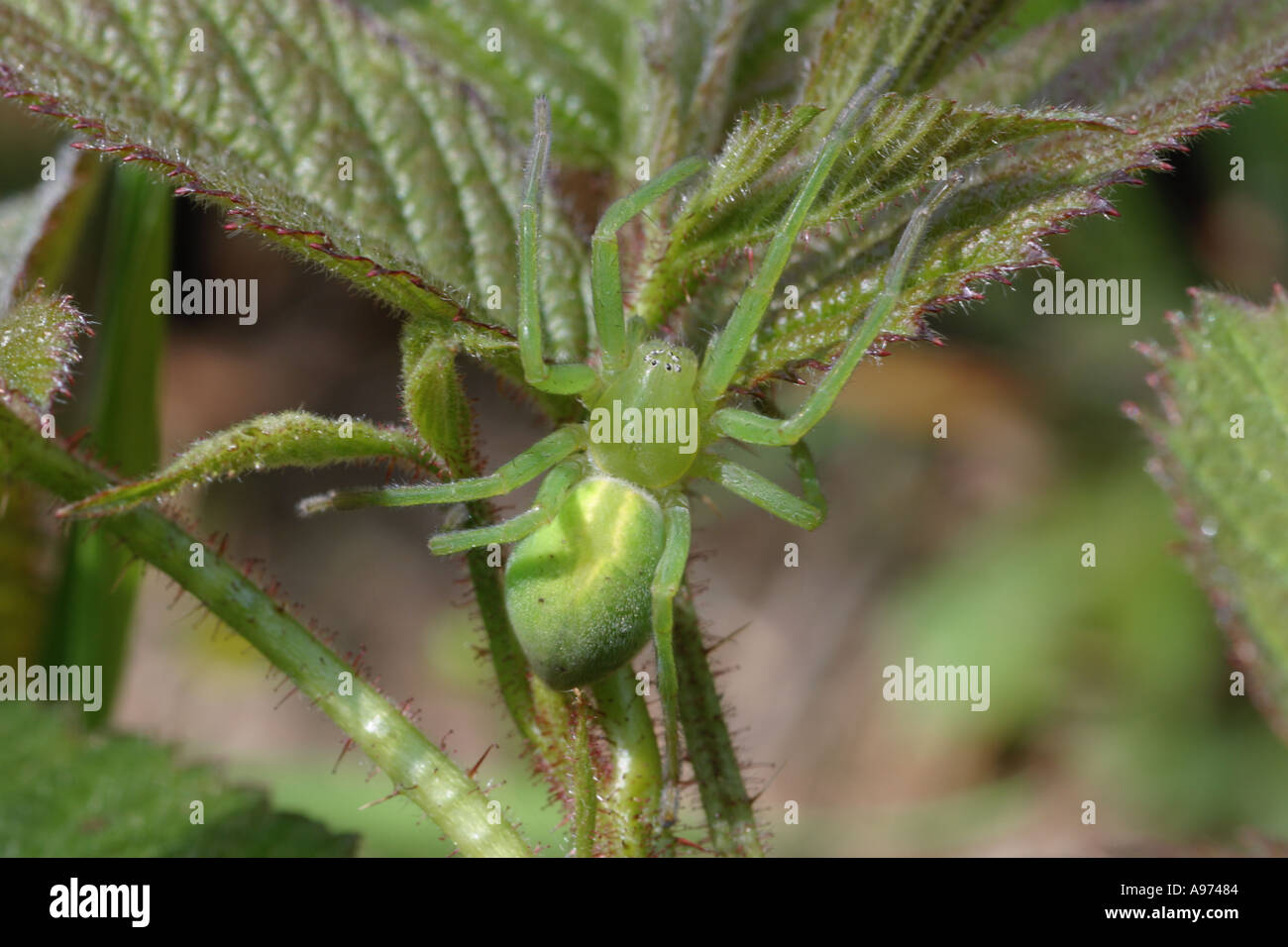 Spider Micrommata virescens. UK Stock Photo - Alamy