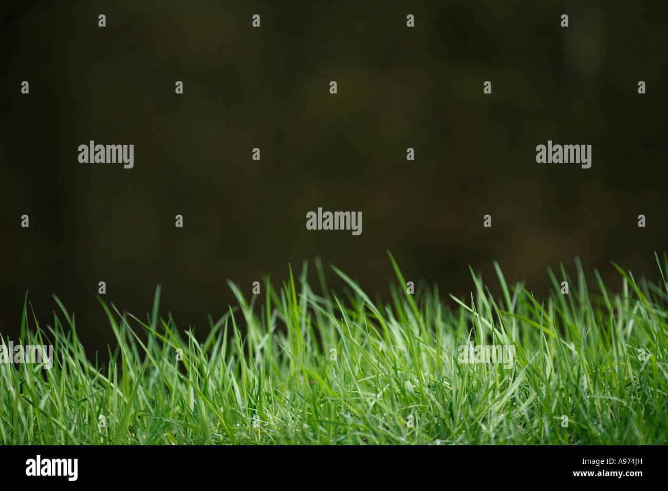 Green Grass at the bottom of the Frame Stock Photo - Alamy