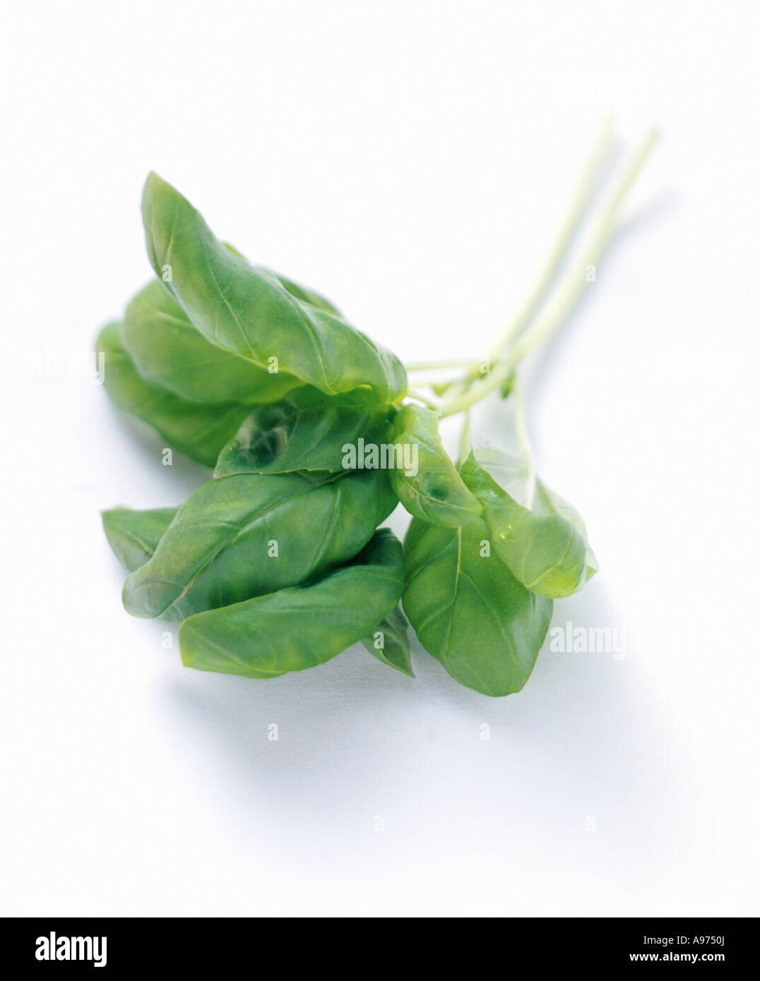 A Sprig of Basil FoodCollection Stock Photo - Alamy