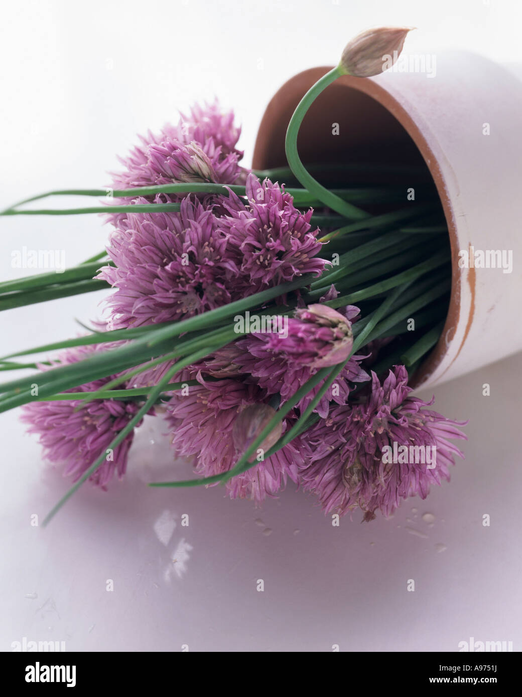Chives pot flowering hi-res stock photography and images - Alamy