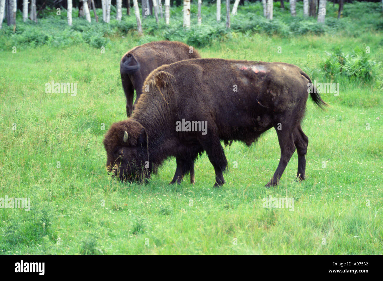 Hunting bisons hi-res stock photography and images - Alamy
