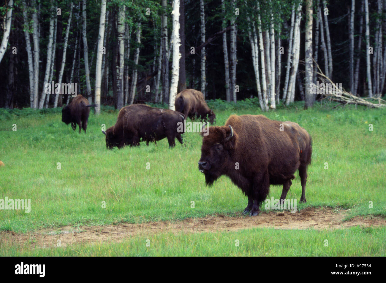 Bisons face hi-res stock photography and images - Alamy
