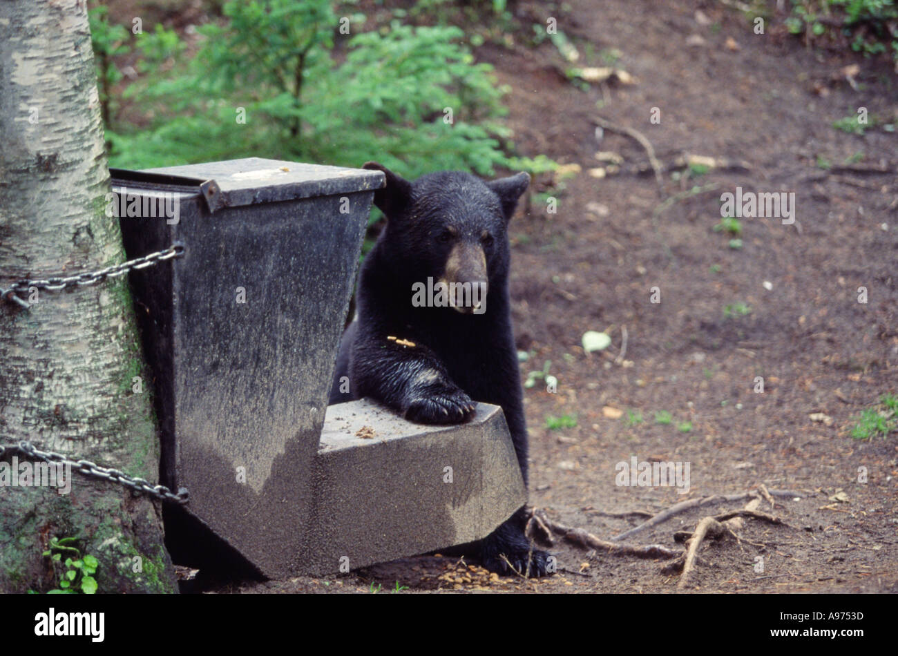 Litte bear eating in a park in Canada Stock Photo - Alamy