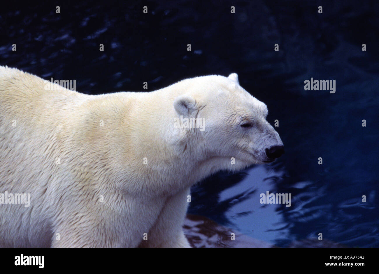 Sad polar bear hi-res stock photography and images - Alamy