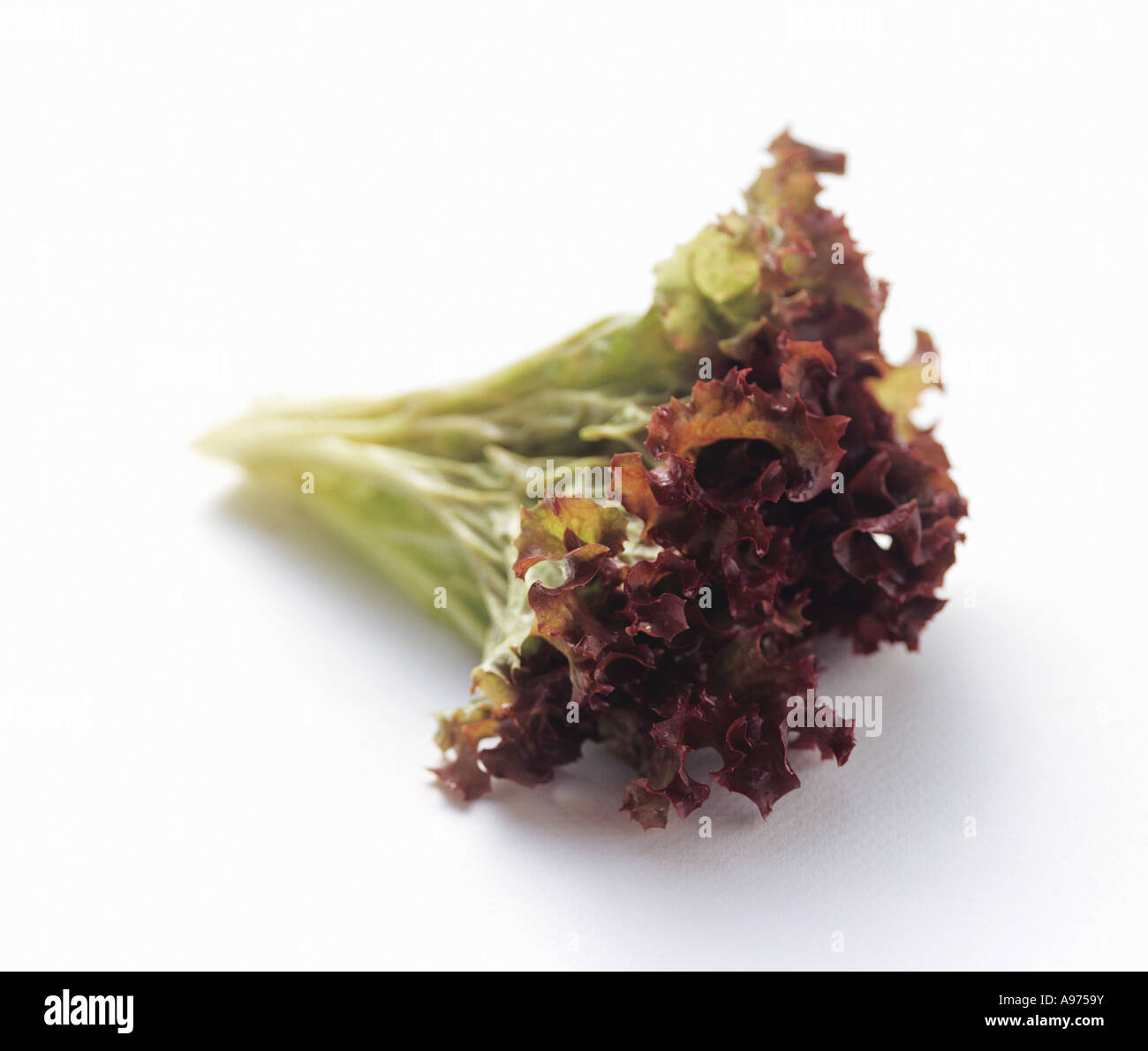 Red Tipped Oak Leaf Lettuce FoodCollection Stock Photo - Alamy