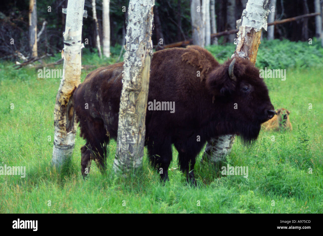 Bisons running hi-res stock photography and images - Alamy