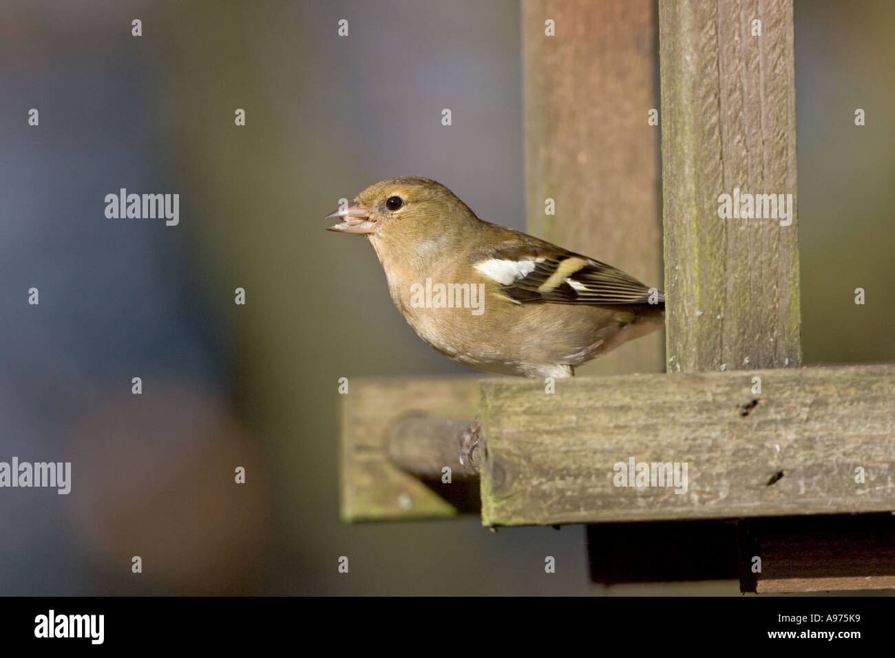 Common chaffinch fringilla coelebs female hi-res stock photography and ...