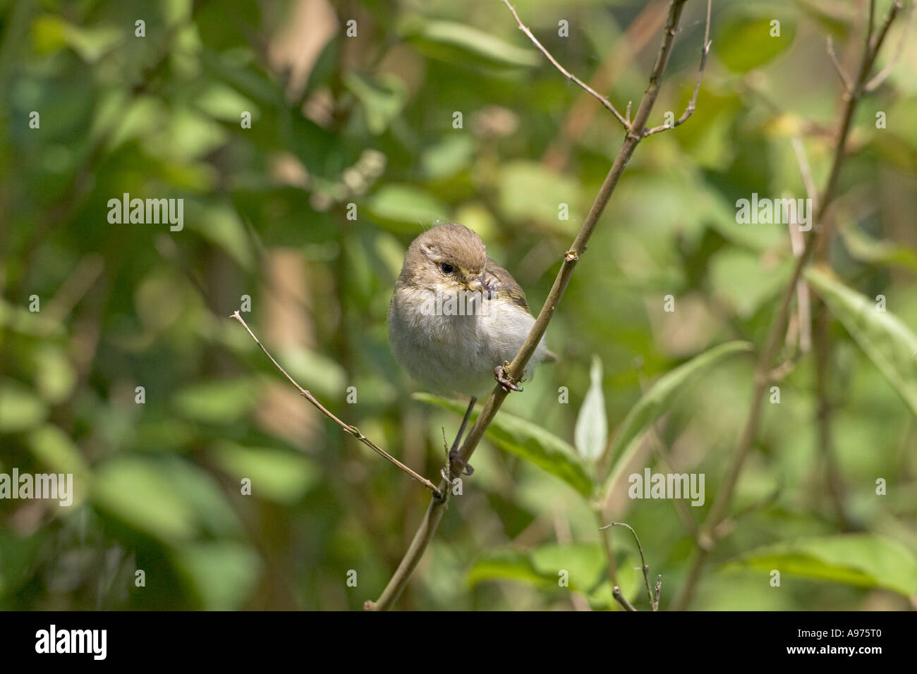 Common chiffchaff Phylloscopus collybita in garden with food for young ...
