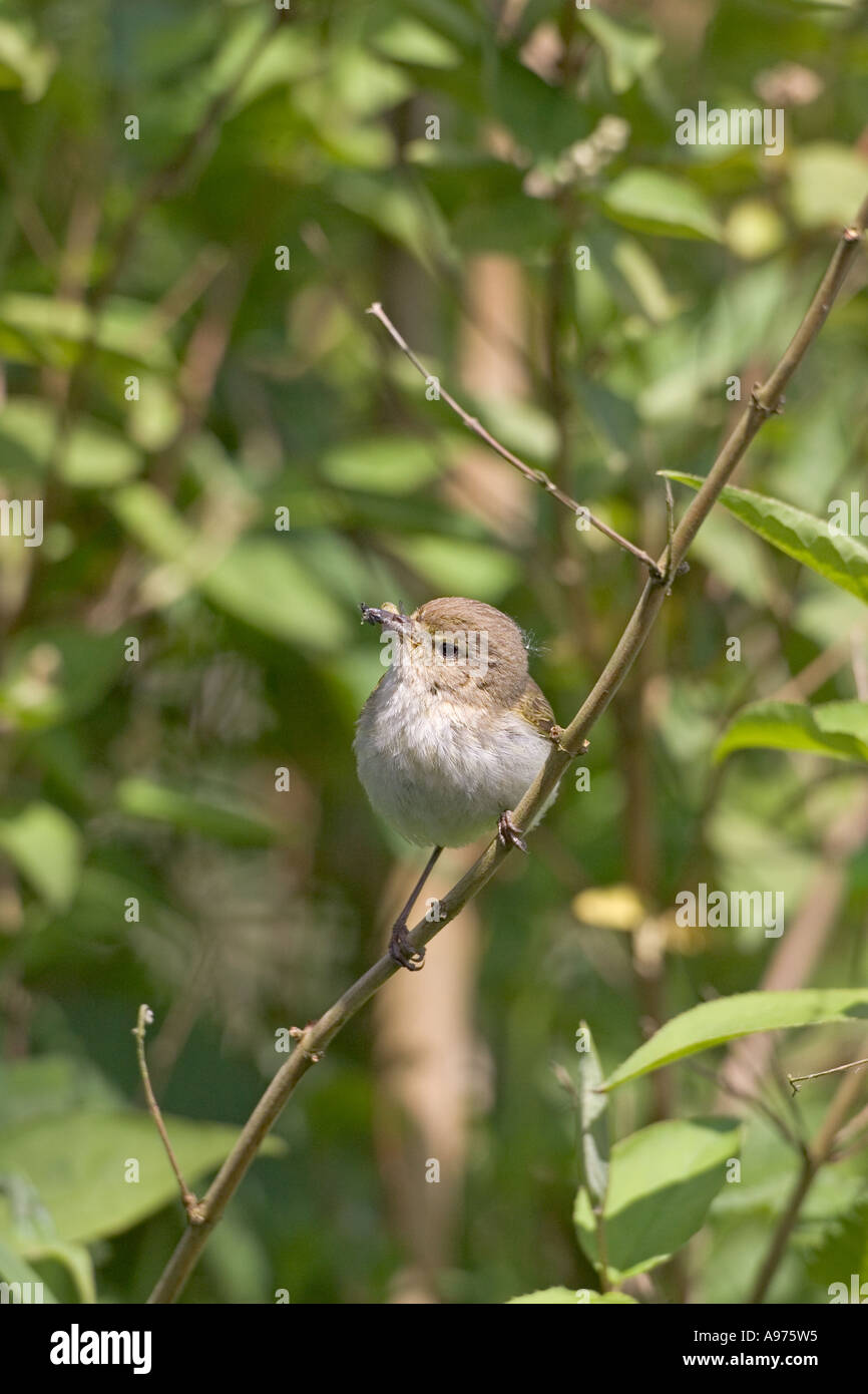 Common chiffchaff Phylloscopus collybita in garden with food for young ...