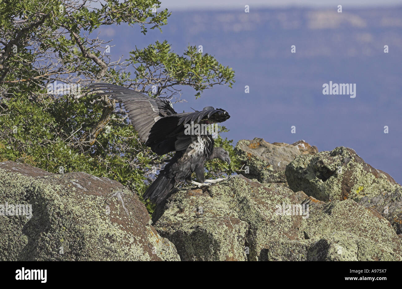 California condor juvenile hi-res stock photography and images - Alamy