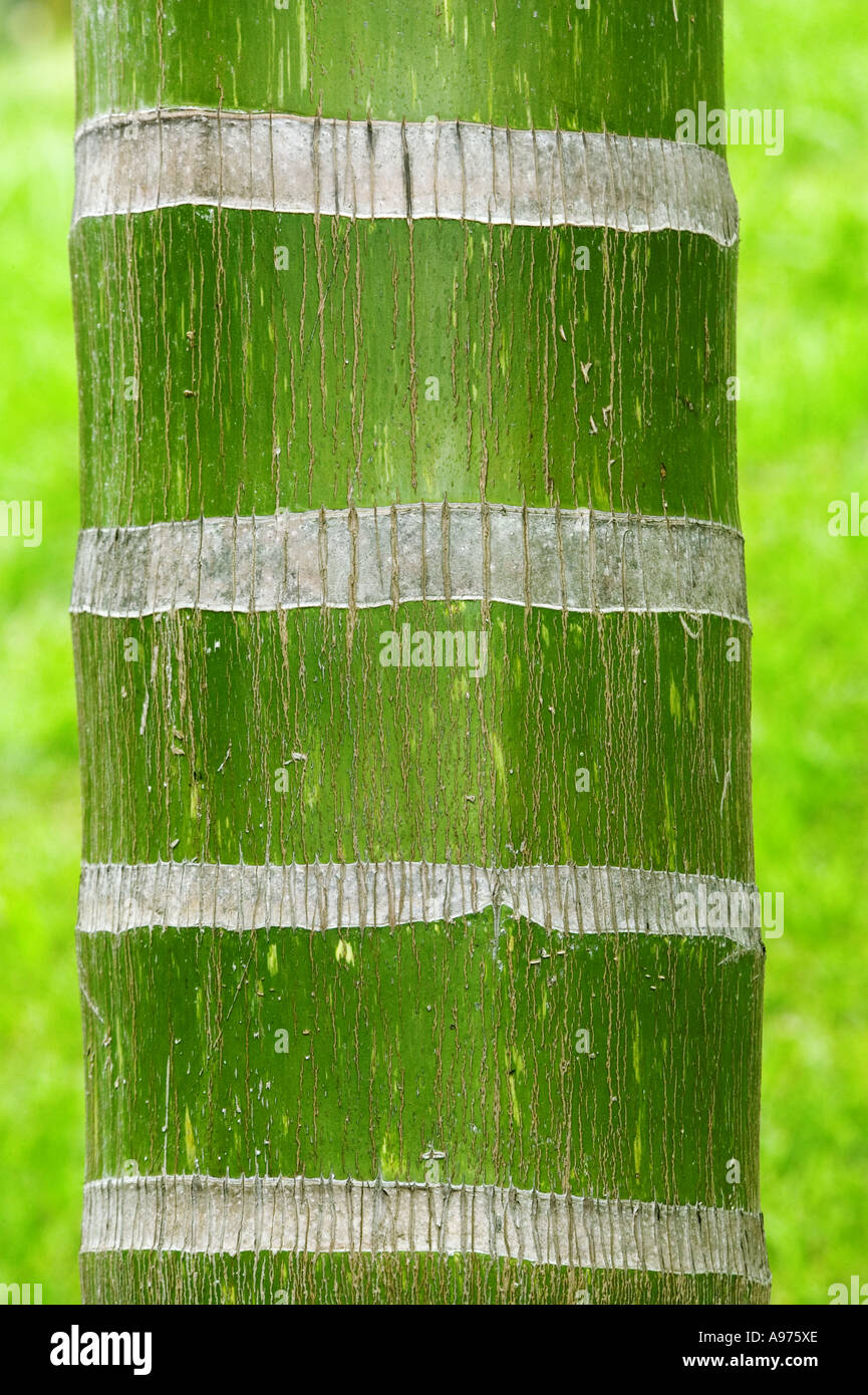 Palm tree - Reunion island Stock Photo - Alamy
