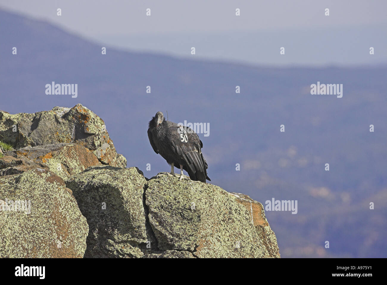 California condor juvenile hi-res stock photography and images - Alamy