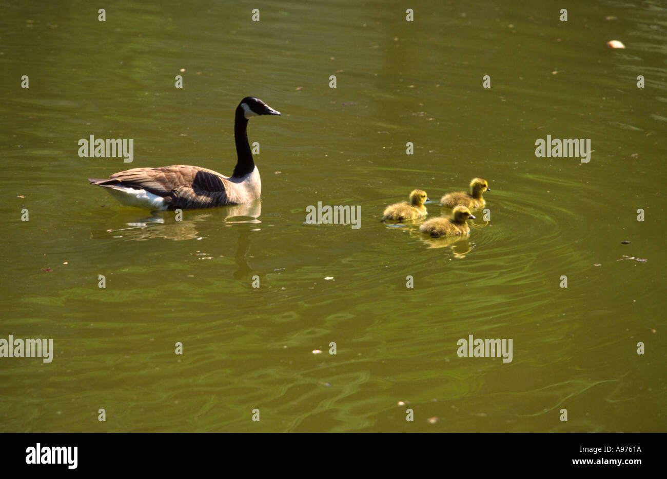 Ducks on lake Stock Photo - Alamy
