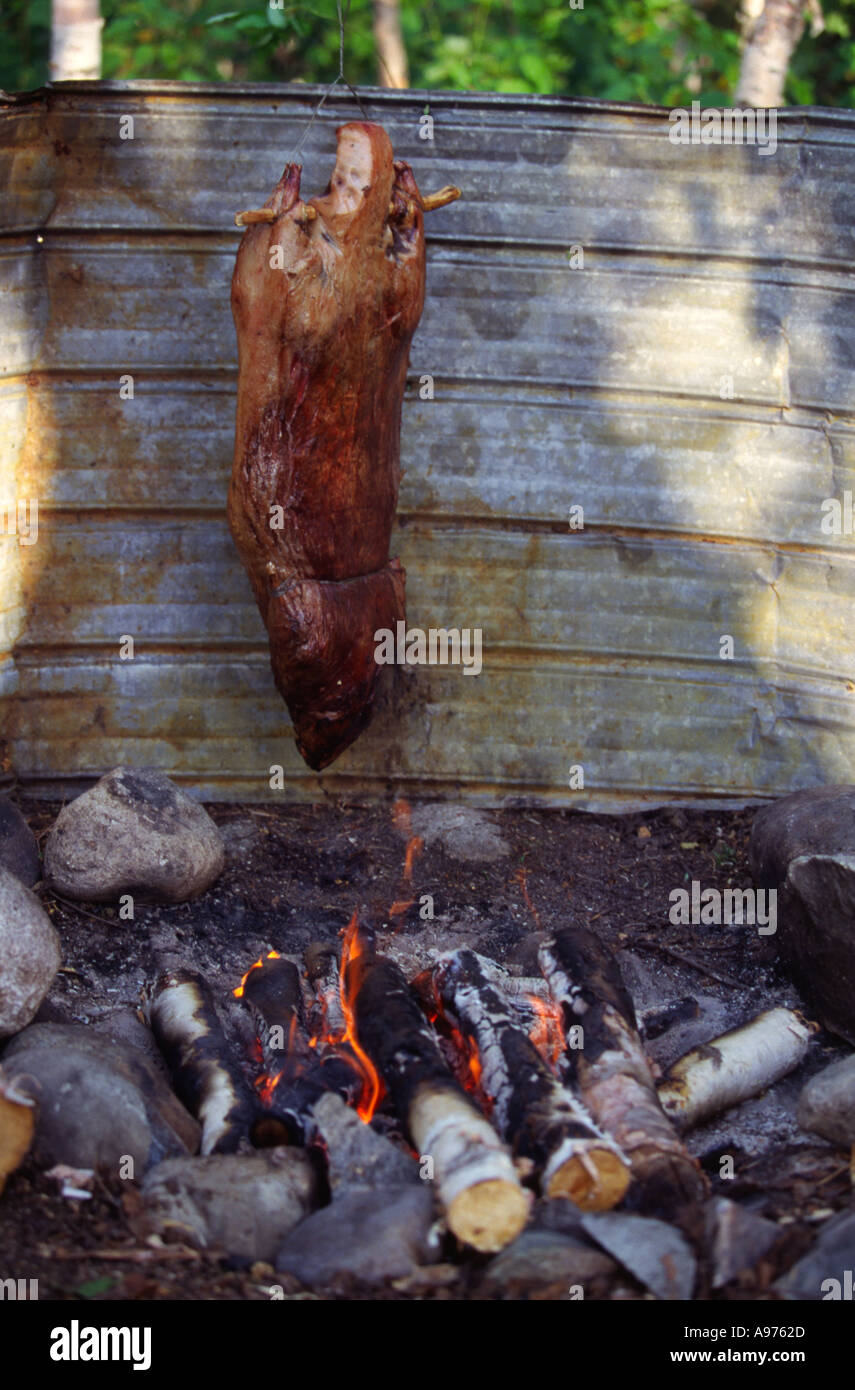 Beaver Castor on a wood amerindian traditional fire cooking outdoor ...