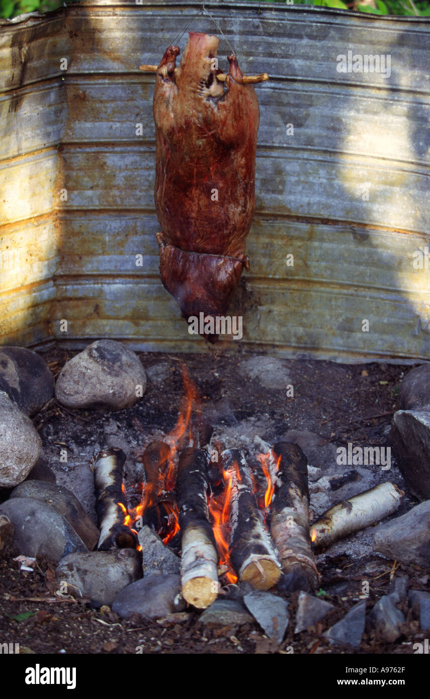 Beaver Castor on a wood amerindian traditional fire cooking outdoor ...