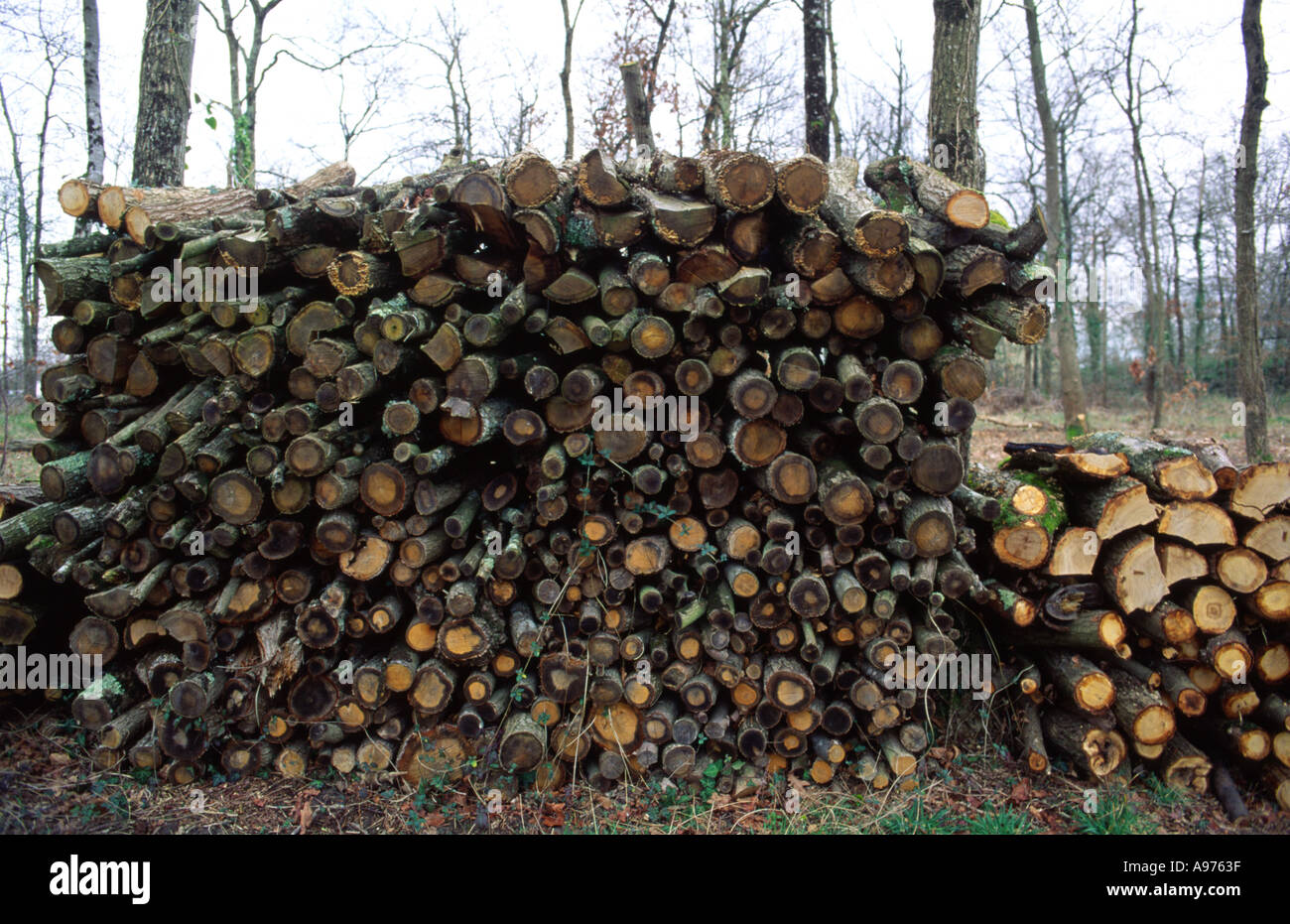 Timber pile in a forest France Stock Photo - Alamy