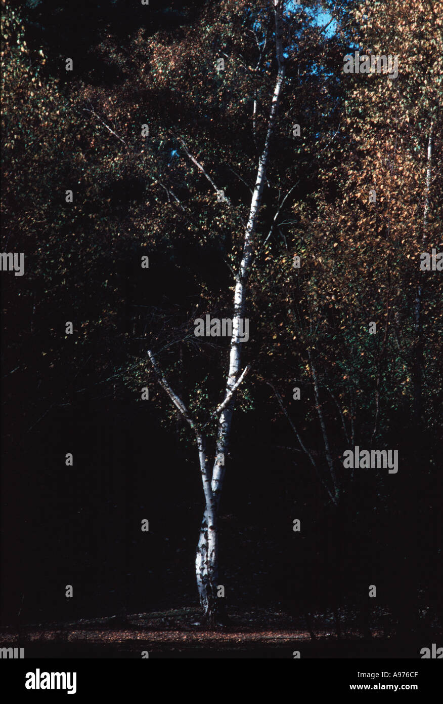 Twisted silver birch tree hi-res stock photography and images - Alamy